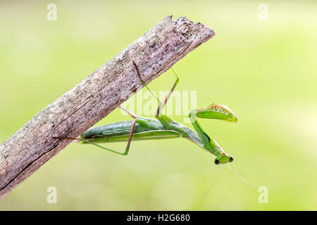 Extreme close up Praying Mantis or Mantis Religiosa, nature background ...