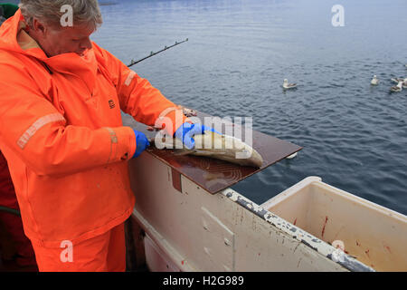 Atlantic Cod (Gadus morhua) fish gutting Stock Photo - Alamy