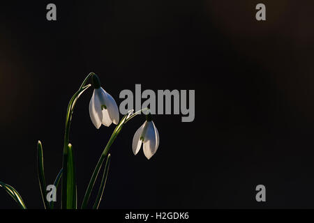 Snowdrops Galanthus nivalis backlit in late afternoon sun in Tiper's ...
