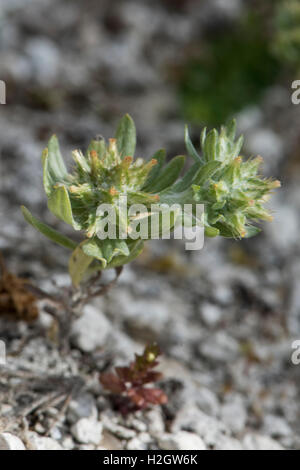 Broad-leaved Cudweed - Filago pyramidata Stock Photo - Alamy