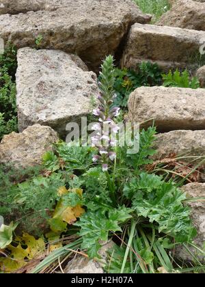 Blooming Acanthus at San Rupestre sanctuary in Agrigento, Sicily, Italy ...