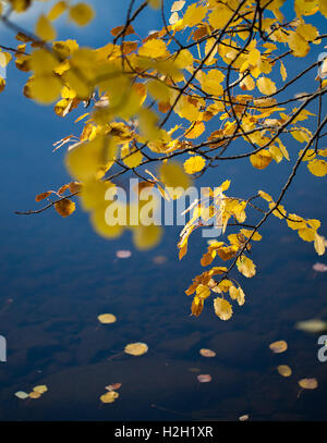 The autumn leaves over the water Stock Photo - Alamy