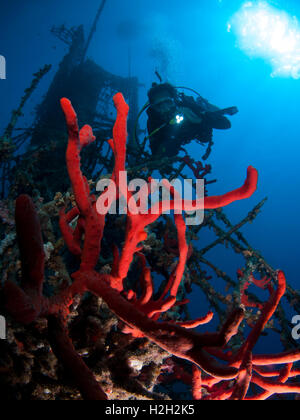 Magnificent Fire Sponge (Latrunculia magnifica, Latrunculia corticata ...