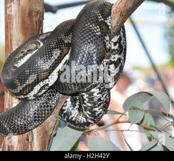 Black snake coiled around a tree, Indonesia Stock Photo - Alamy