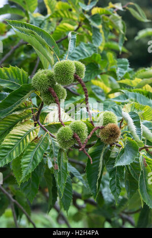 Castanea sativa, marigoule. Sweet Chestnuts on the tree in autumn Stock ...