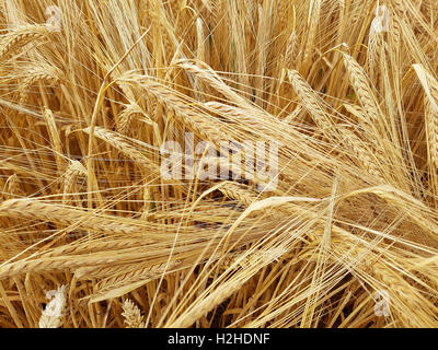 Gerste; Hordeum; vulgare; Gersteaehren Stock Photo - Alamy