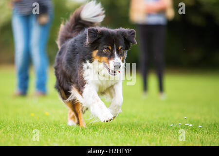 picture of an Australian Shepherd dog running in the snow Stock Photo ...