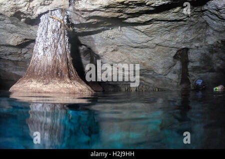 Roots of tree growing inside cave of tropical rainforest Stock Photo ...