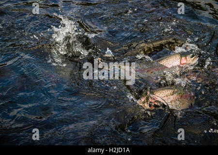 Feeding trout fish at Bibury Trout Farm in cotswolds Stock Photo - Alamy