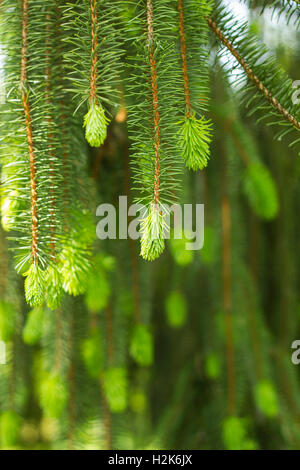 Pine tree branches hanging down laden with typical needles Stock Photo ...