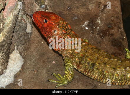 Male South American Northern Caiman Lizard (Dracaena guianensis), a.k.a ...