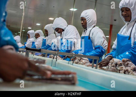 Workers of a fish processing factory, Walvis Bay, Namibia. A main ...