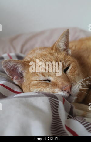 Close-up on a very old ginger cat with lentigo on noise and lips Stock ...