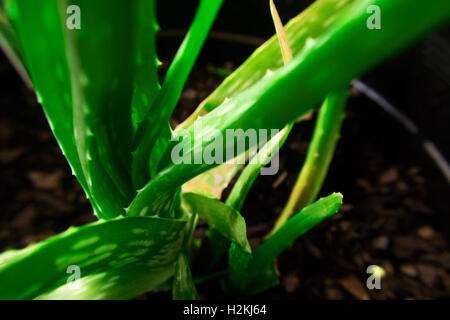 Spotted aloe vera plant leaves in garden Stock Photo - Alamy