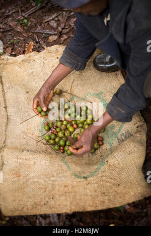 Fair trade macadamia nut grower in Kirinyaga County, Kenya Stock Photo ...