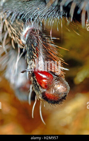 Chile Beautiful Tarantula (Euathlus Truculentus Stock Photo - Alamy
