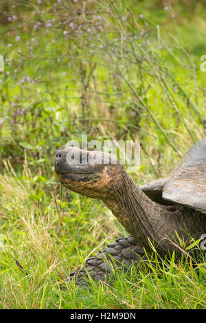 big land turtle at charles darwin station, galapagos Stock Photo - Alamy