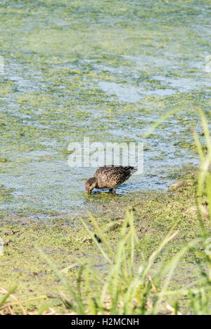 Foraging Teal (Anas crecca Stock Photo - Alamy