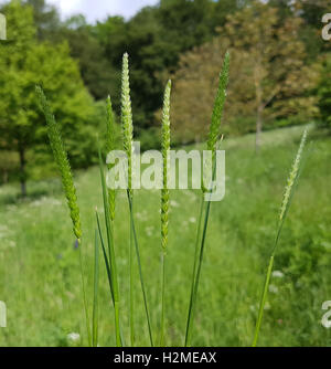 Wiesen-Kammgras, Kammgras, Cynosurus, cristatus Stock Photo - Alamy