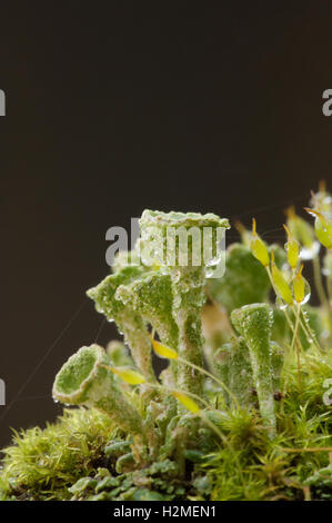 Cladonia lichen close-up in the forest, in the wild taiga. Light bushy ...