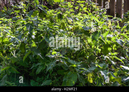Overgrown Stinging nettles, Urtica dioica, garden, Ireland Stock Photo ...
