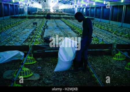 NIGERIA, Oyo State, Ibadan, Sayed farm a industrial chicken farm by ...