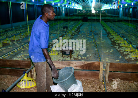 NIGERIA, Oyo State, Ibadan, Sayed farm a industrial chicken farm by ...