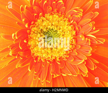 Close up of an orange Gerber Daisy Stock Photo - Alamy
