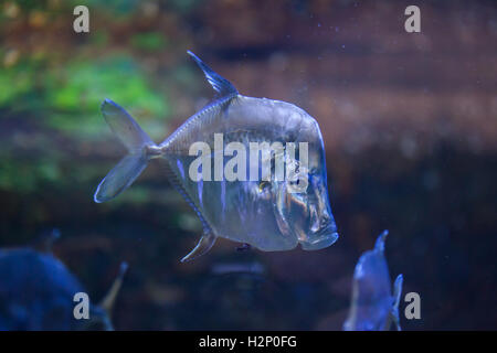 Lookdown (Selene vomer). Marine fish Stock Photo - Alamy