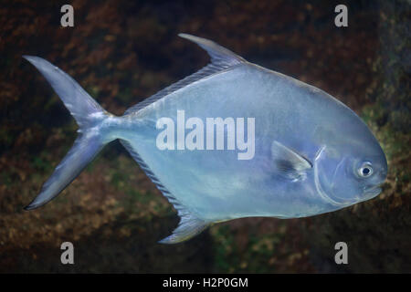 Permit fish, Trachinotus falcatus, swimming in the Atlantic Ocean over ...