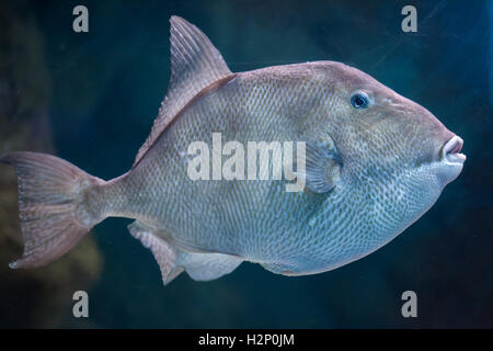 grey triggerfish, gray triggerfish, Balistes capriscus, feeding on ...