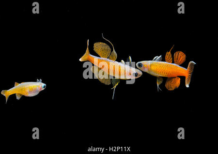 The red neon blue-eye (Pseudomugil luminatus), male Stock Photo - Alamy