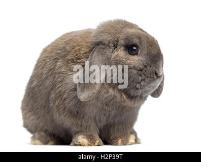 Side view of a cute Holland Lop rabbit isolated on white Stock Photo ...