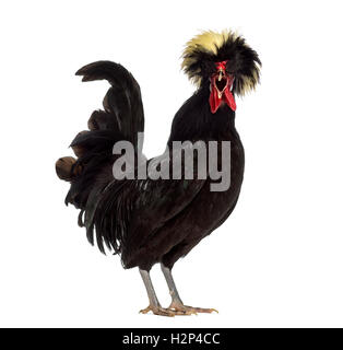 Polish rooster chicken side profile photo Stock Photo - Alamy