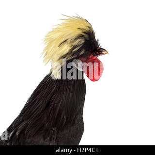 Side view of a Polish Rooster looking down against White background ...