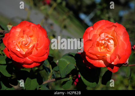 Geneva (Switzerland) - Roses at La Grange Park Stock Photo - Alamy