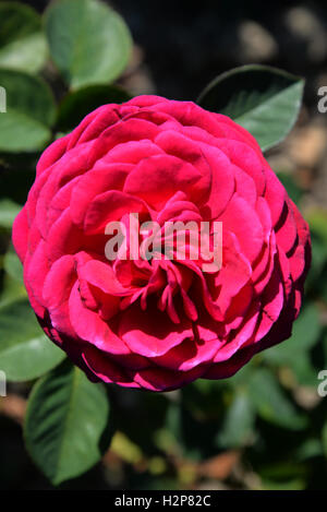 Geneva (Switzerland) - A rose at La Grange Park Stock Photo - Alamy