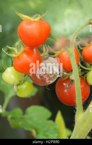 Grey mould (Botrytis cinerea) fungal infection on the stem of a sweet ...