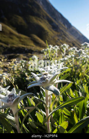 edelweiss flower in the karwendel alps Stock Photo - Alamy