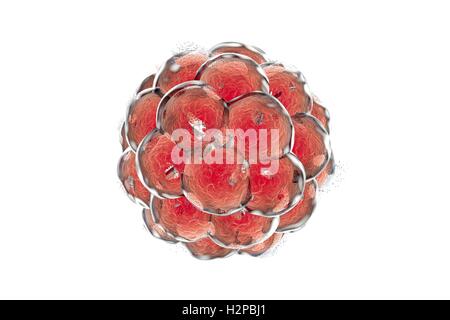 Destruction of a human embryo. Illustration that can be used to ...