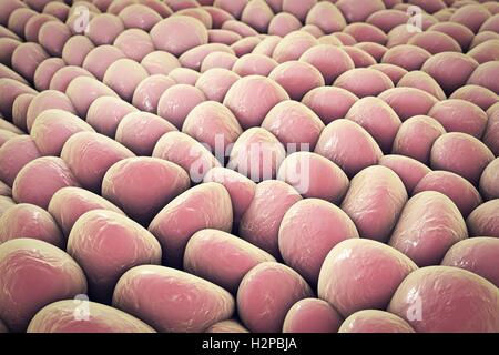 Monolayer of human cells. Computer illustration that can be used to ...