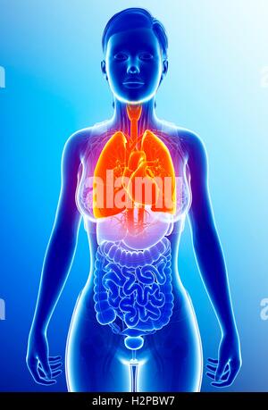 Three dimensional view of the female respiratory system, side view ...