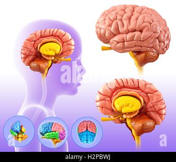 Illustration of a child's brain and nervous system Stock Photo - Alamy