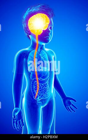 Illustration of a child's brain and spinal cord anatomy Stock Photo - Alamy
