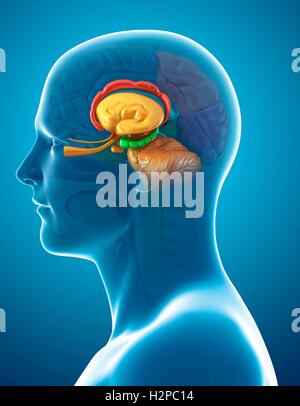 Limbic system of the brain. An illustration of the structures of the ...