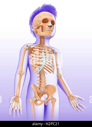 Illustration of a child's skeleton Stock Photo - Alamy