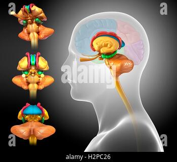 Limbic system of the brain. An illustration of the structures of the ...