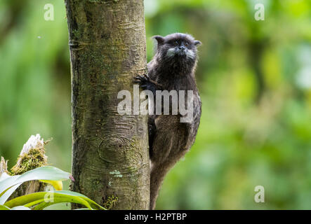 A Black-mantled Tamarin (Saguinus nigricollis) on a tree in Amazon rain ...