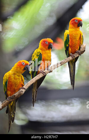 Beautiful colorful parrot, Sun Conure (Aratinga solstitialis),native ...