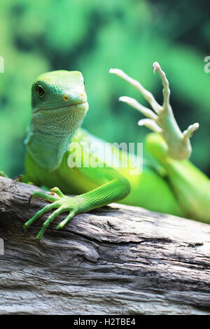 Green lizard Chinese Water Dragon (Physignathus cocincinus) in tropical ...